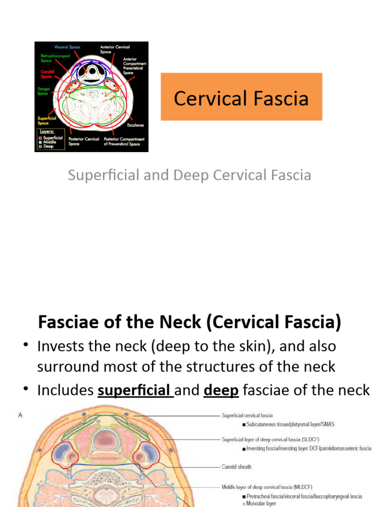 3 Cervical Fascia | PDF | Common Carotid Artery | Neck