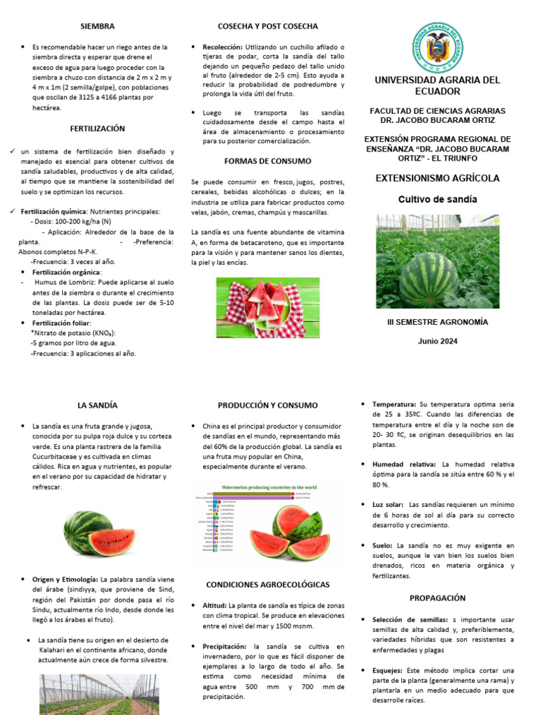 Triptico Sandia - Informacion | PDF | Sandía | Agricultura