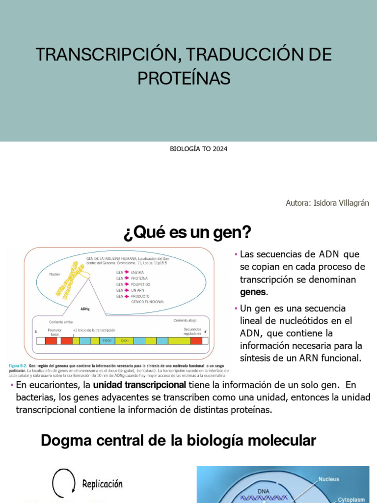 CLASE9 Transcripcion Traduccion To 2024 | PDF | Traducción (biología) | Rna
