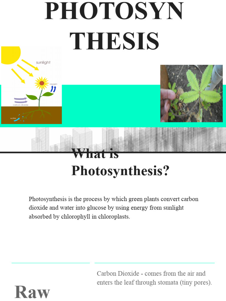 PHOTOSYNTHESIS | PDF | Leaf | Photosynthesis