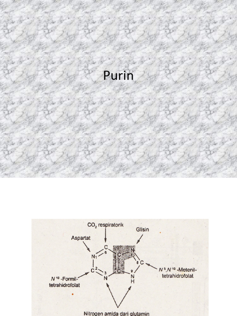 6.1. Purin | PDF