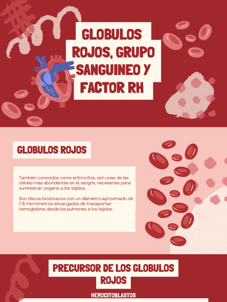 Formación y funciones de los glóbulos rojos | PDF | Glóbulo rojo | Sangre