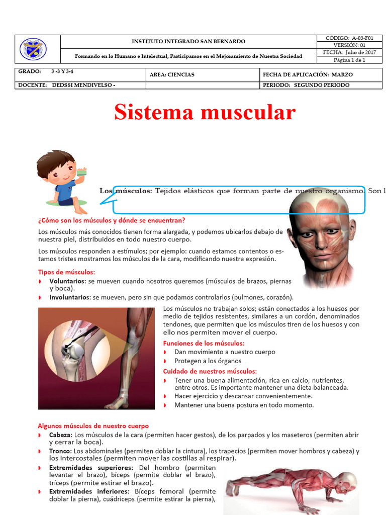 Guia Sistema Muscular | PDF | Músculo | Hombro