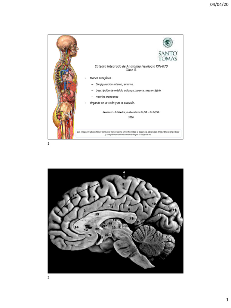 PDF Clase NÂ° 3 Tronco EncefÃ¡lico PC O. Sensoriales IAF UST 2020. | PDF | Oído | Sistema nervioso