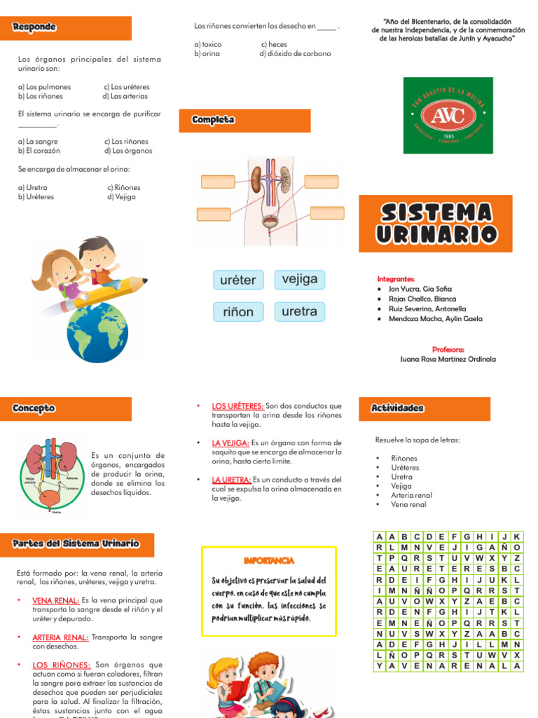 Sistema Urinario | PDF | Riñón | Sistema urinario