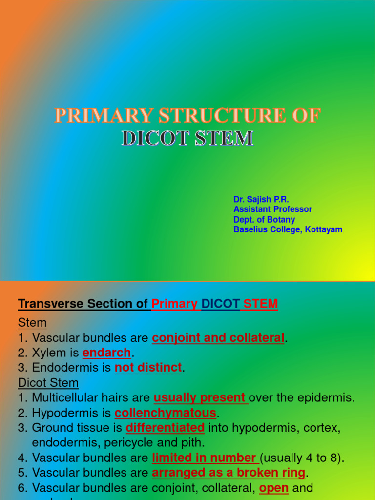 Primary Structure of Dicot and Monocot Stem | PDF | Science & Mathematics