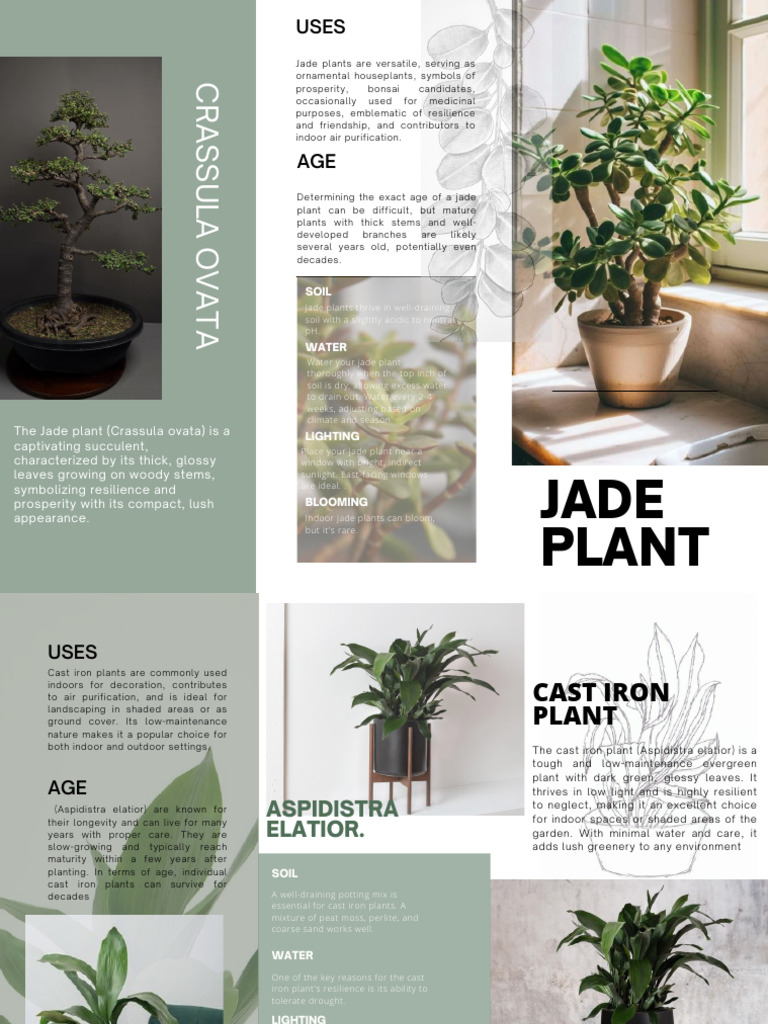Grey and Green Modern Plant Studio Trifold Brochure | PDF | Plants | Botany
