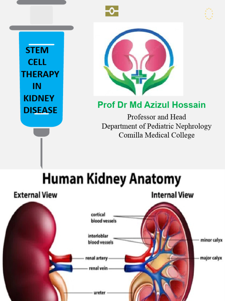 Stem Cell PNSB - Final | PDF | Kidney | Stem Cell