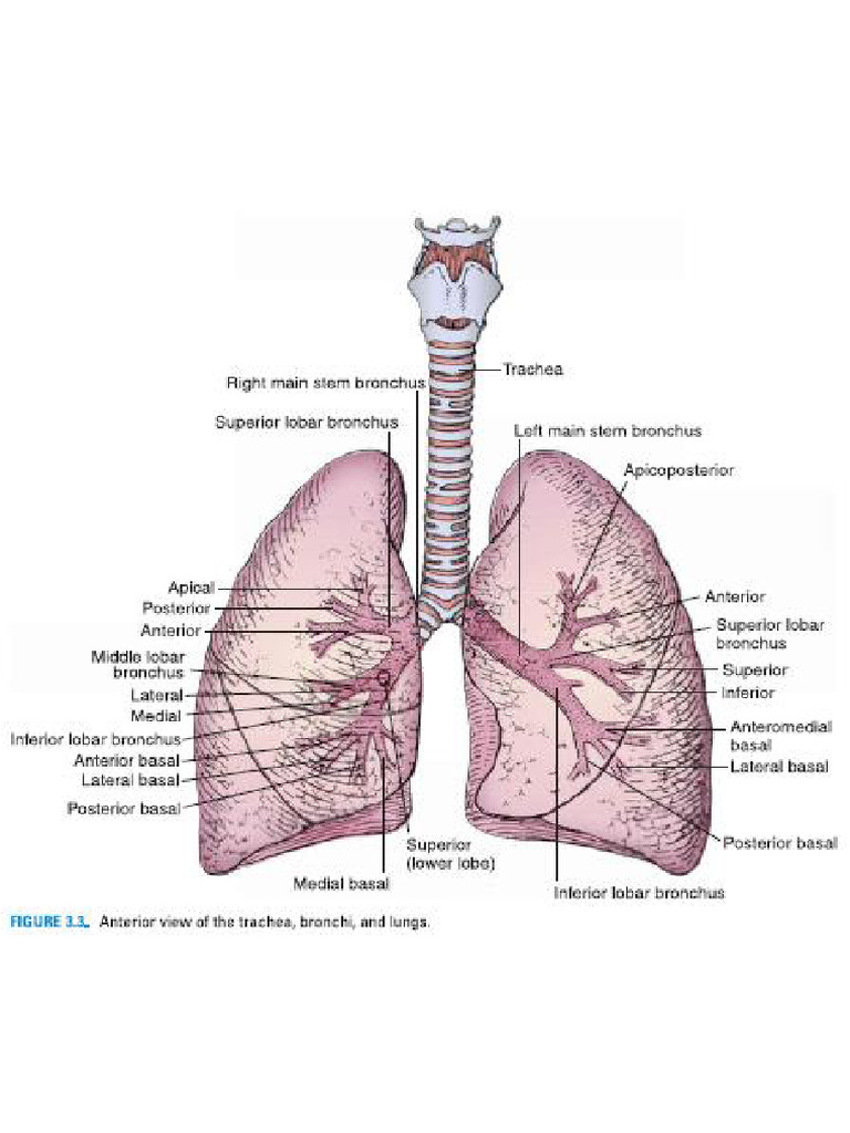 Lung Anatomy | PDF