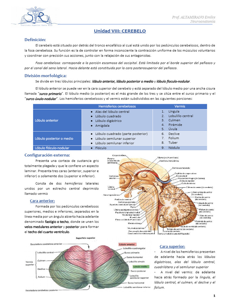 Unidad VIII Cerebelo | PDF | Cerebelo | Órgano (anatomía)