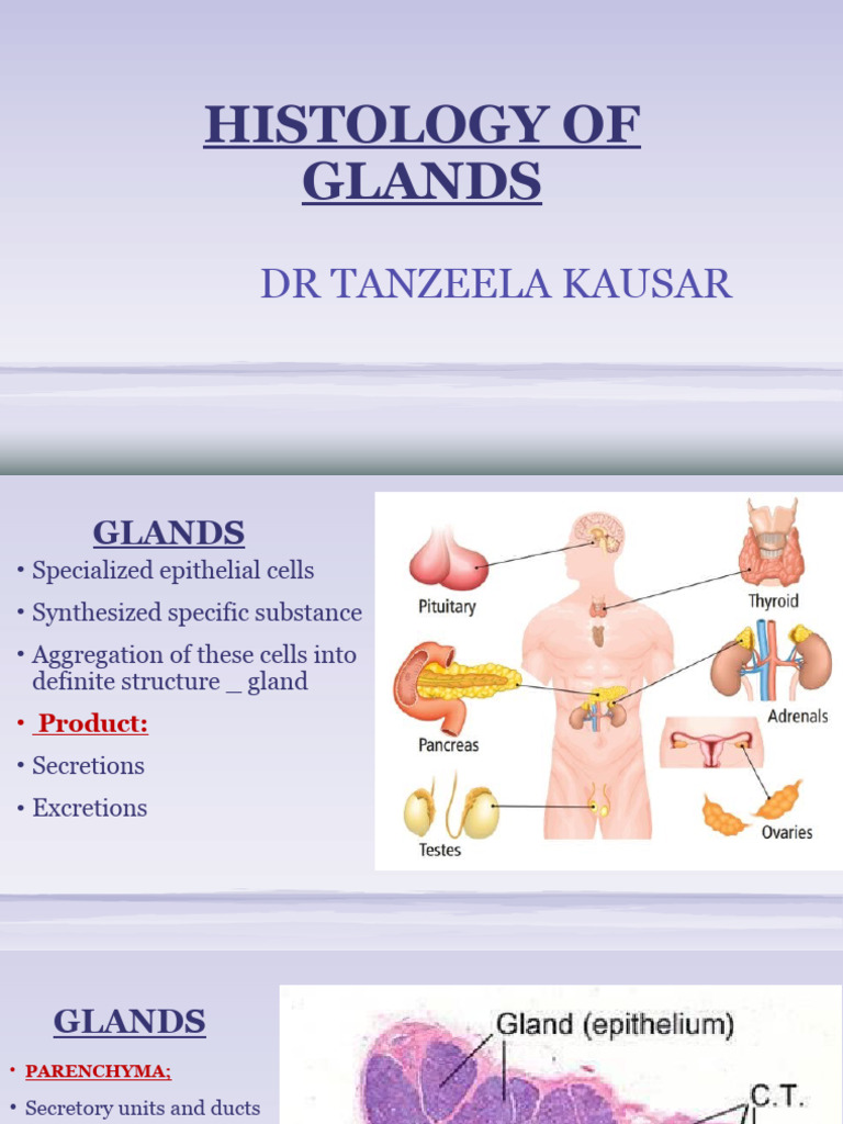 histology of glands | PDF | Glands | Stomach