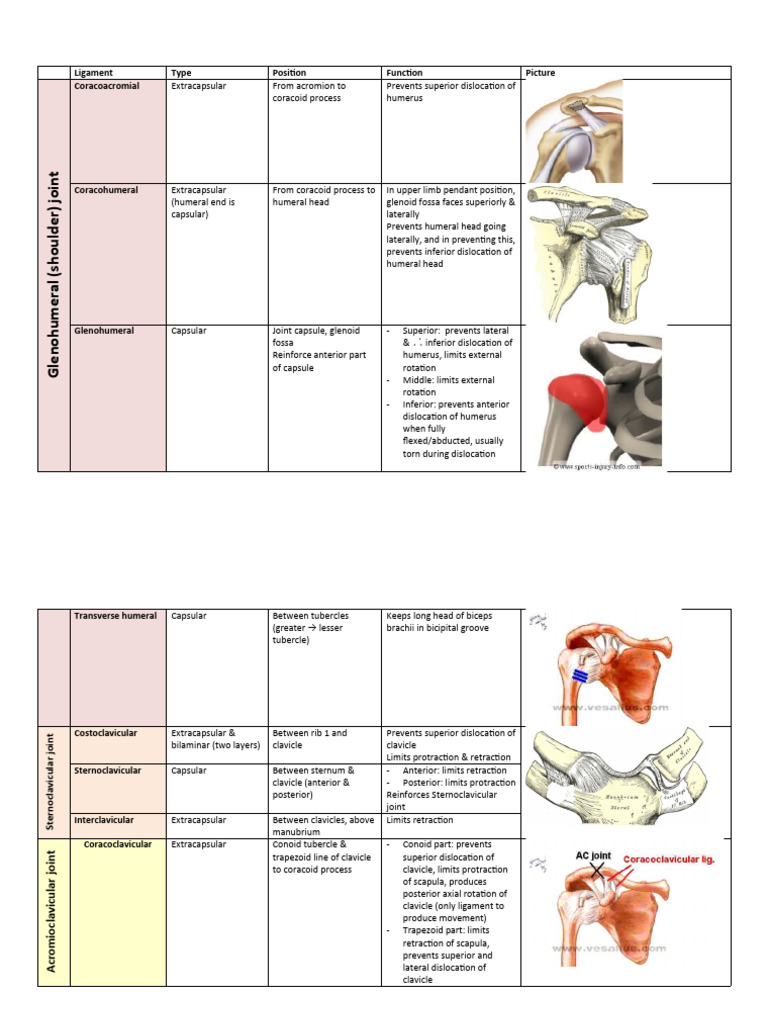Upper Limb Anatomy Table | PDF | Thumb | Elbow