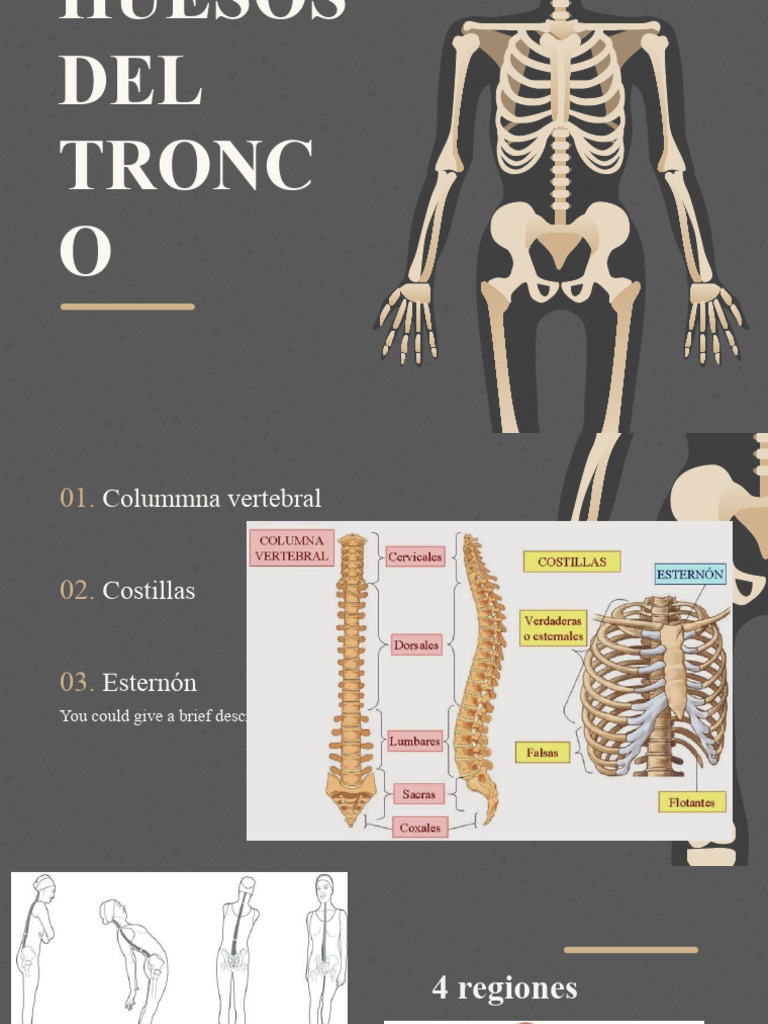 Huesos Del Tronco-1 | PDF | Vértebra | La columna vertebral