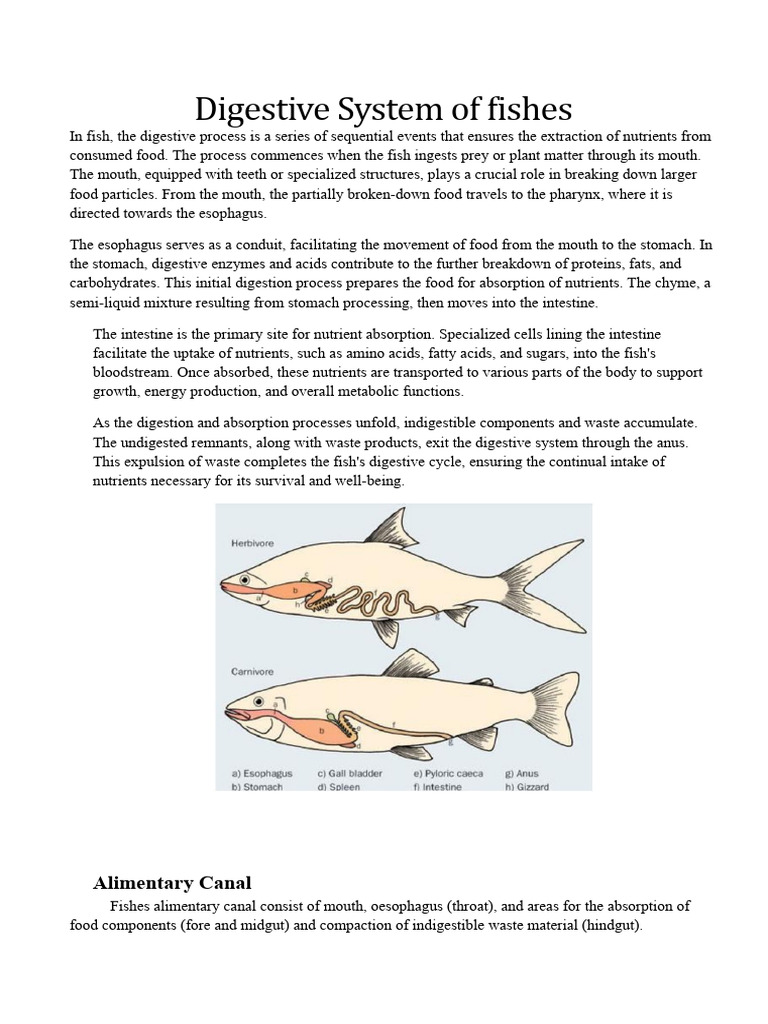 Digestive System of fishes[1] (2) | PDF | Digestion | Gastrointestinal ...