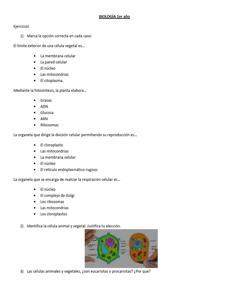 Ejercicios Células Animal y Vegetal | PDF