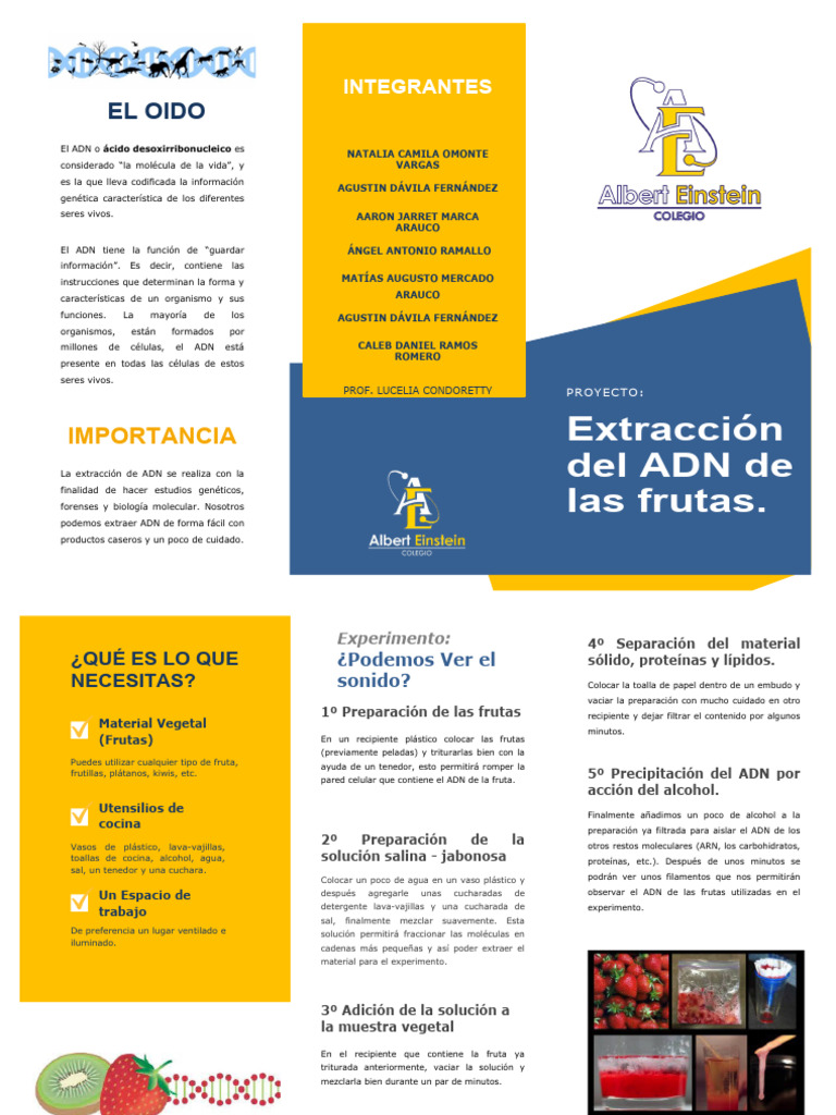 Triptico El Sonido | PDF | Adn | Organismos