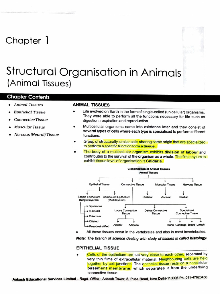 Animal Tissue Structure and Types | PDF | Epithelium | Connective Tissue