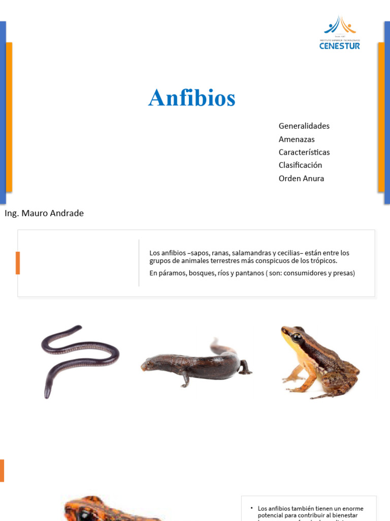 Anfibios en Ecuador: Diversidad y Amenazas | PDF | Anfibio | Piel