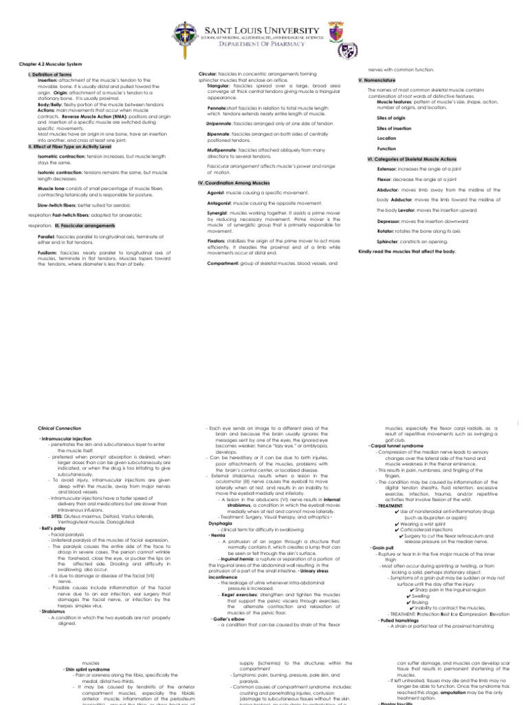 Muscular-System-Handout-Part-II | PDF | Skeletal Muscle | Muscle