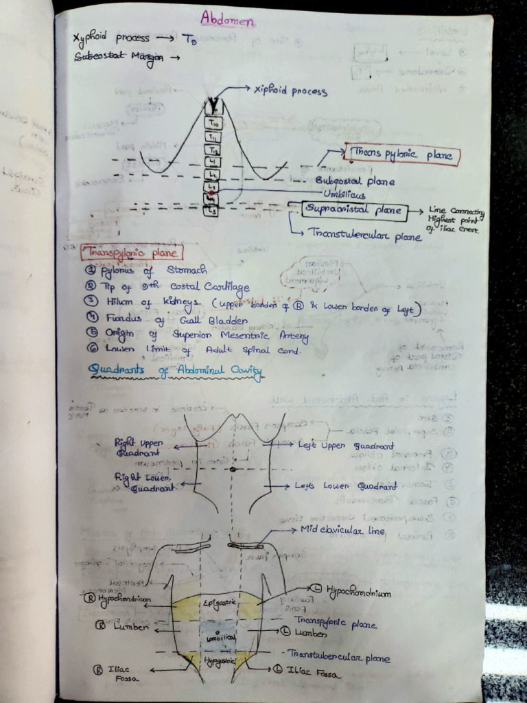 Abdomen HandwrittenS | PDF