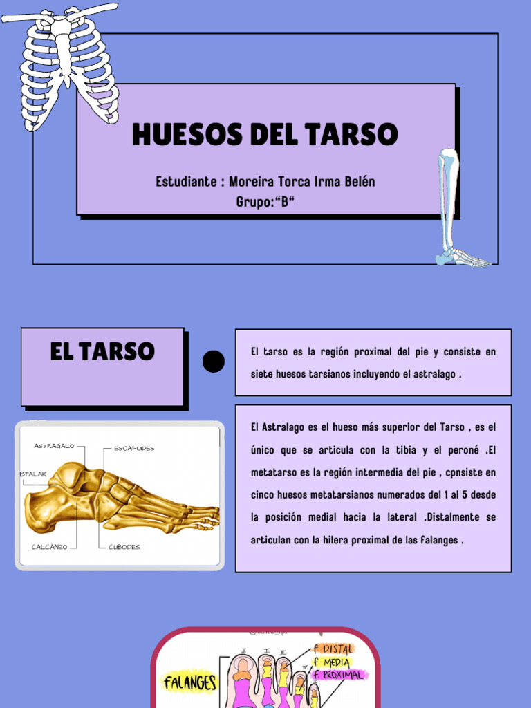 Huesos Del Torso | PDF