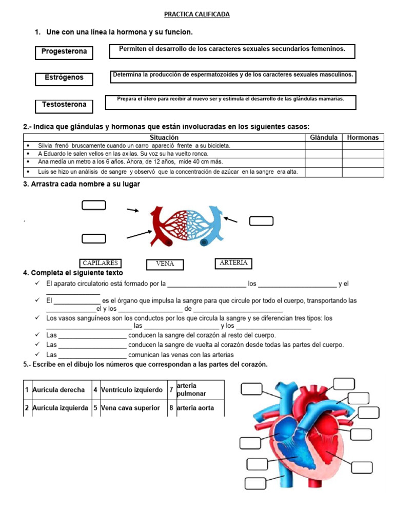 FICHA DE CIENCIA 6TO GRADO | PDF