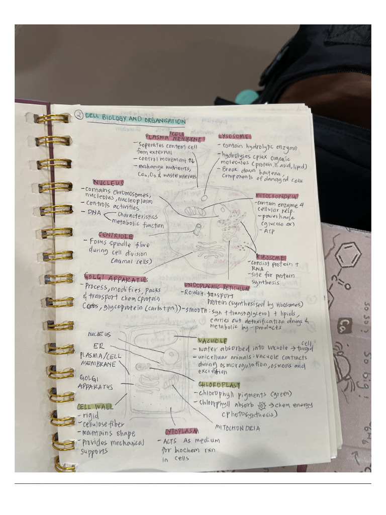 Cell Biology and Organisation | PDF