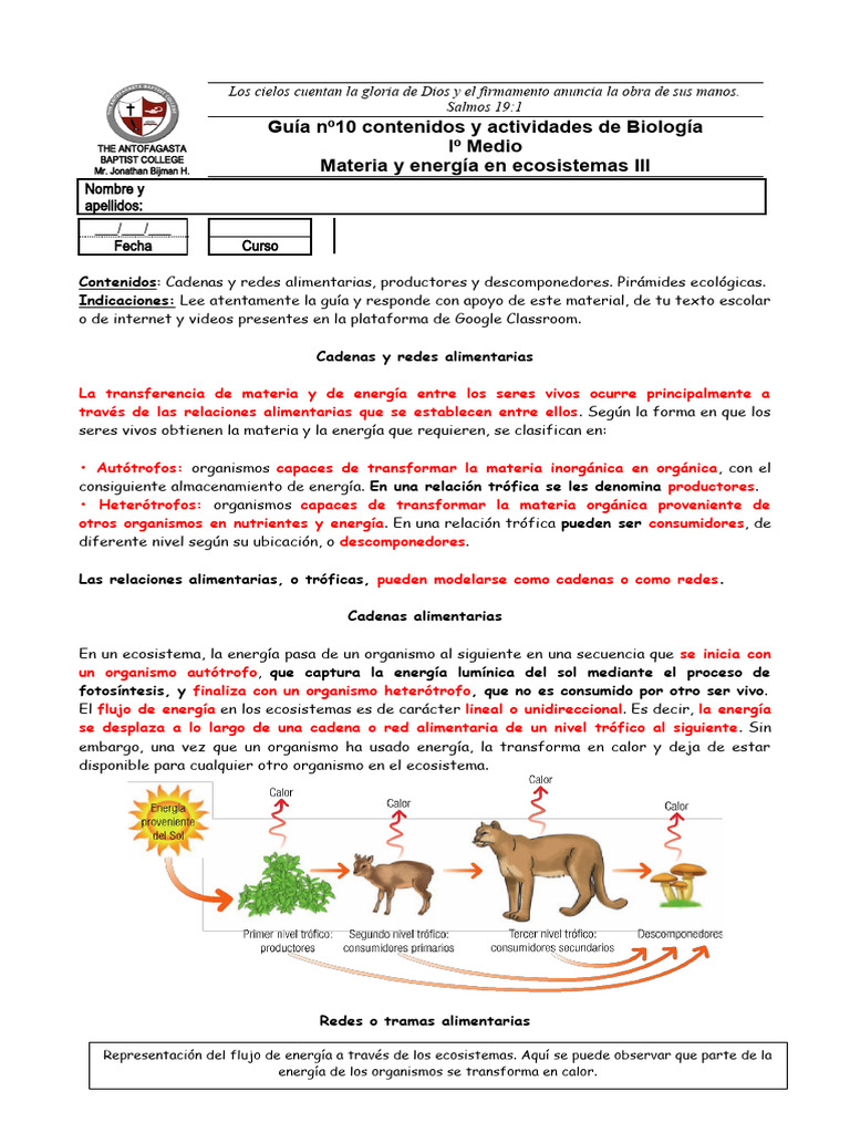 Guía Nº10 Iº Materia y Energía en Ecosistemas III | PDF | Red ...