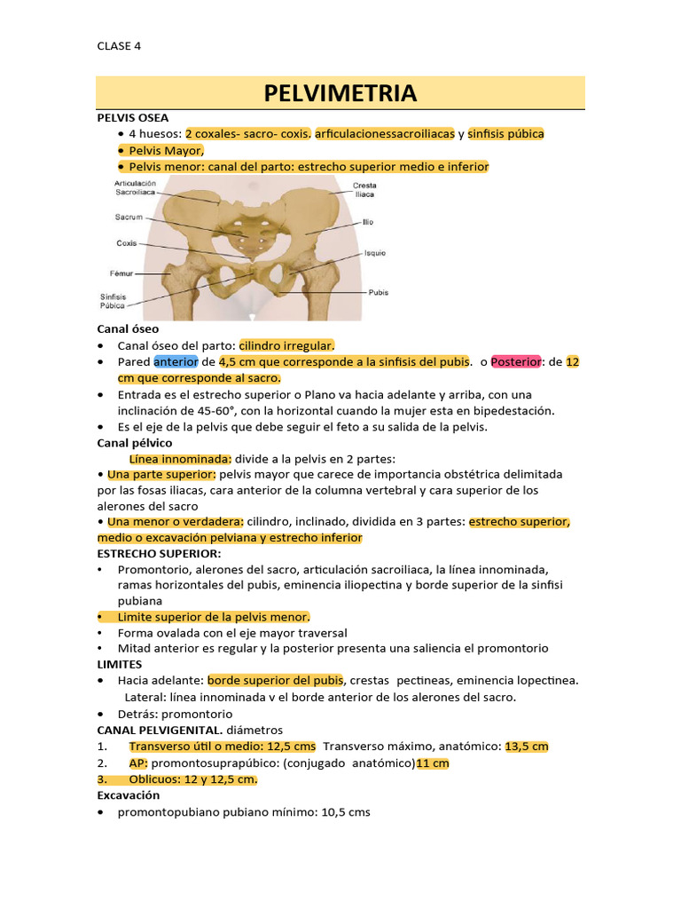Pelvimetria y Anatomia Del Feto de Termino | PDF | Pelvis | El embarazo