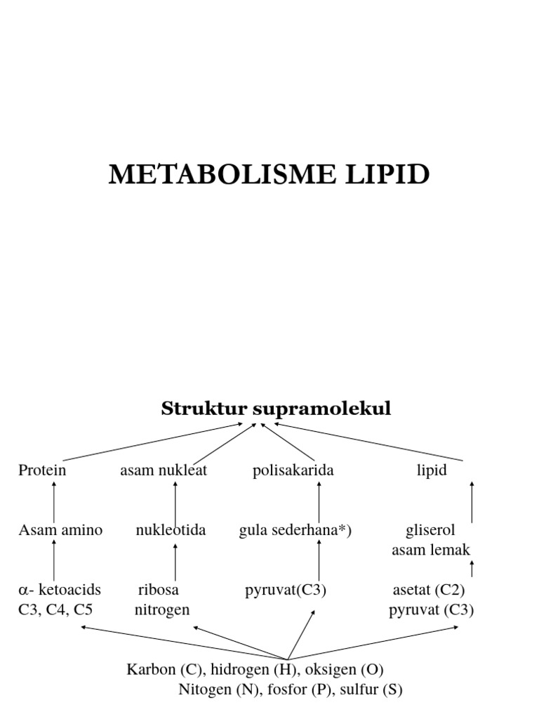 Metabolisme Lipid | PDF