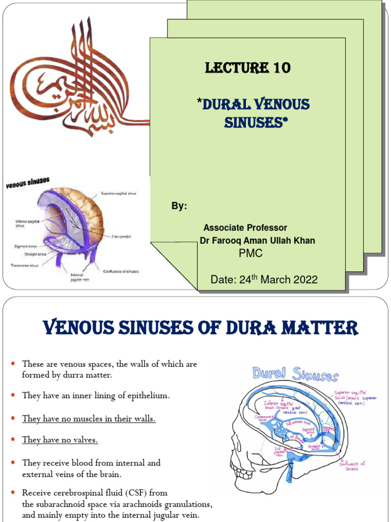 Dural Venous Sinuses Overview | PDF | Vein | Human Head And Neck