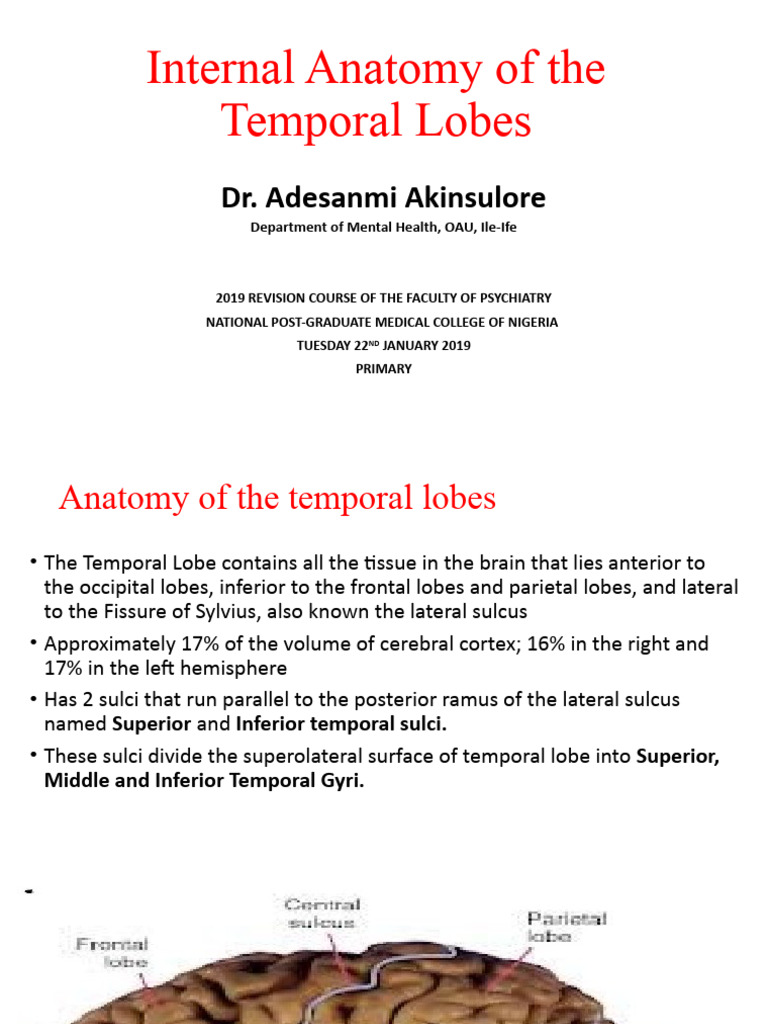Internal Anatomy of The Temporal Lobes | PDF | Temporal Lobe | Cerebral ...