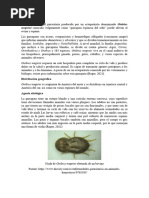 Morfología y ciclo de vida de Otobius megnini | PDF