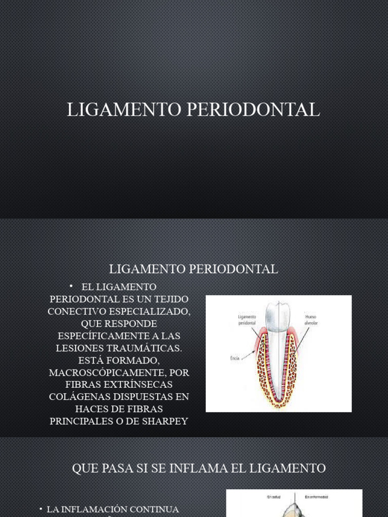 ligamento periodontal | Descargar gratis PDF | Diente | Anatomía
