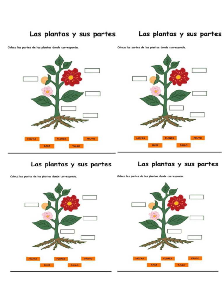 Partes de Una Planta | PDF