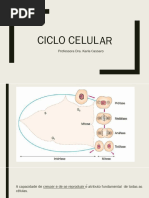 Interfase | PDF | Ciclo de célula | Célula (Biologia)