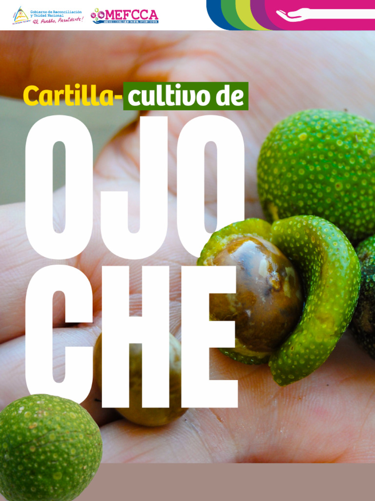 Cultivo Ojoche Arbol Ramon Cartilla | PDF | Nuez