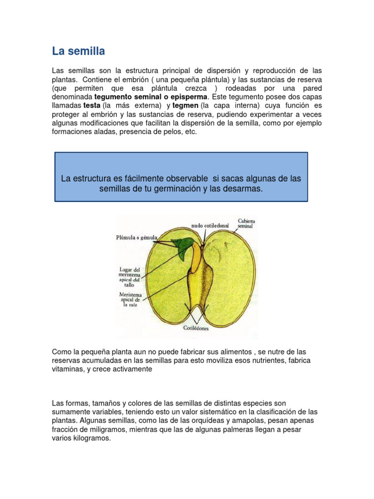 La Semilla y Su Germinación. | PDF | Legumbre | Raíz
