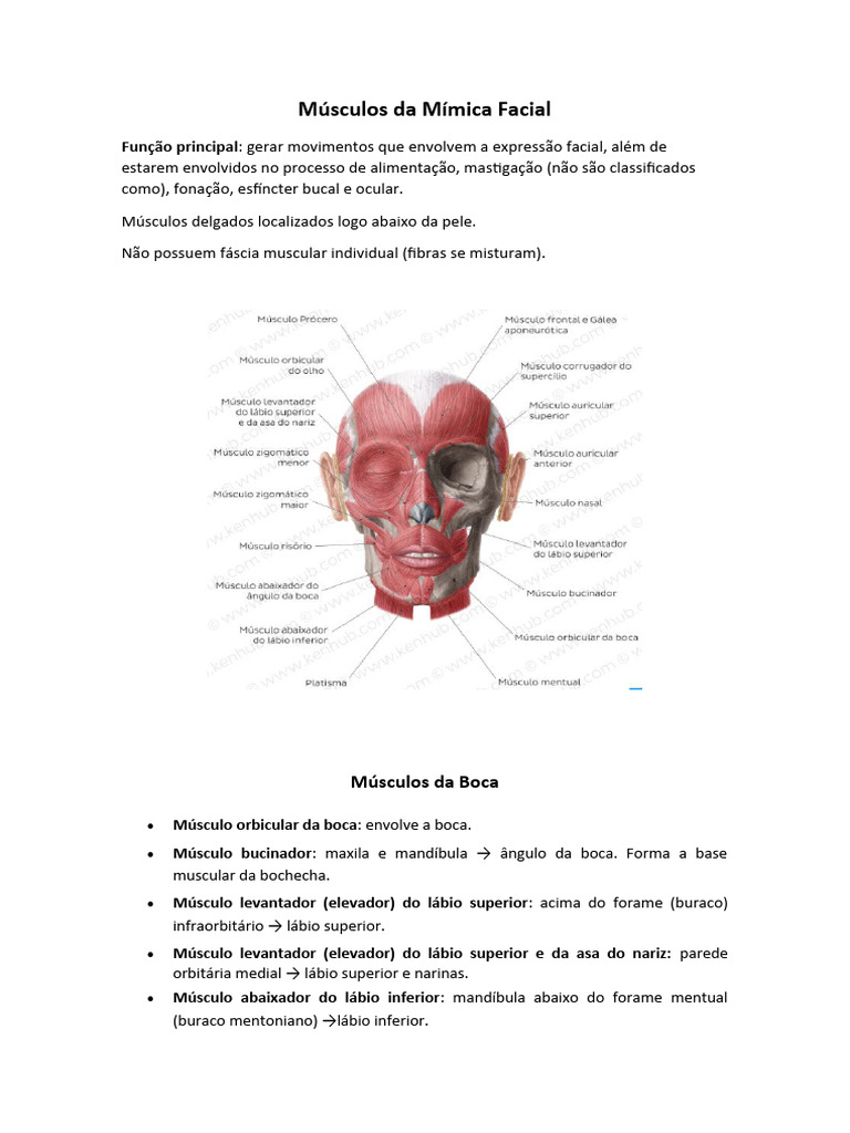 Músculos da mímica facial | Download grátis PDF | Anatomia | Anatomia humana