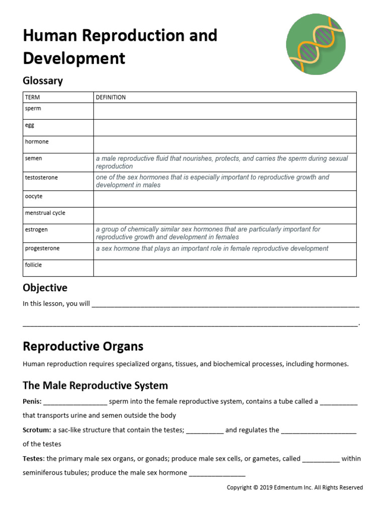 607107-Guided Notes - Human Reproduction and Development | PDF ...