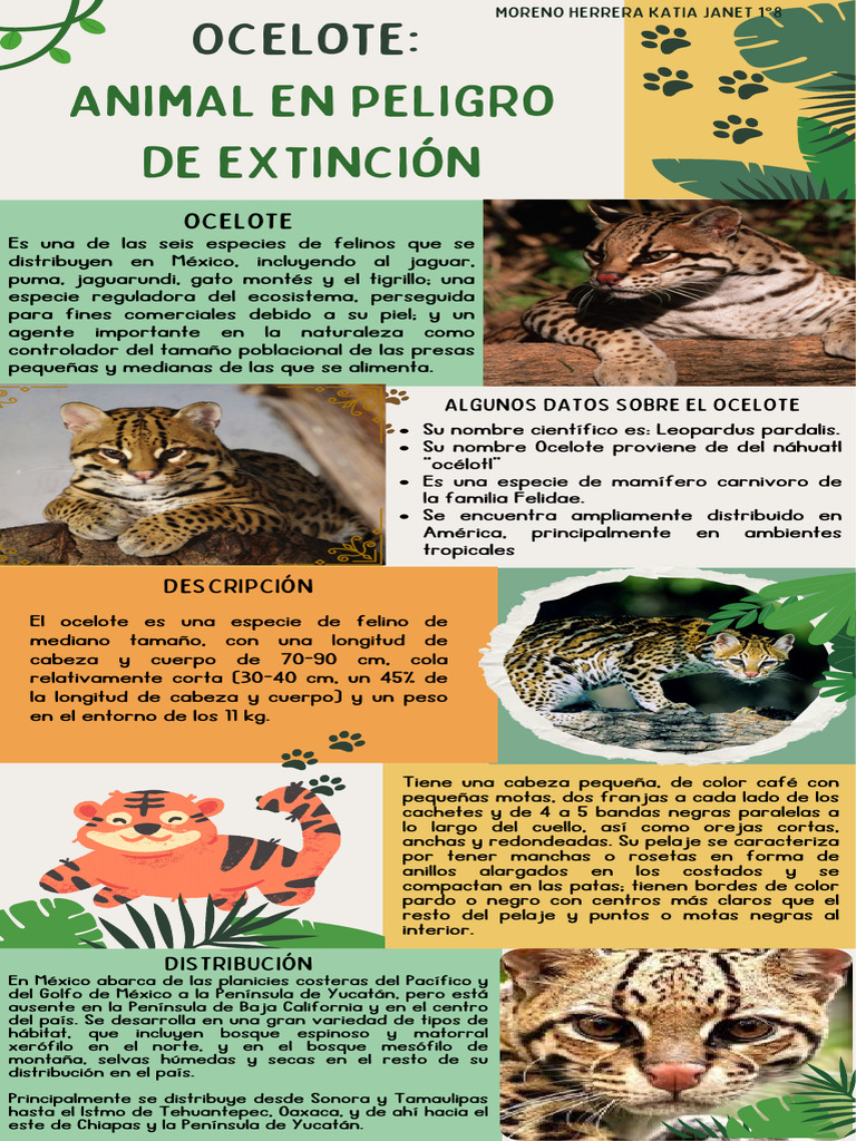 Tres Partes De Un Ecosistema De Ocelotes 3 Datos Que Debes Conocer