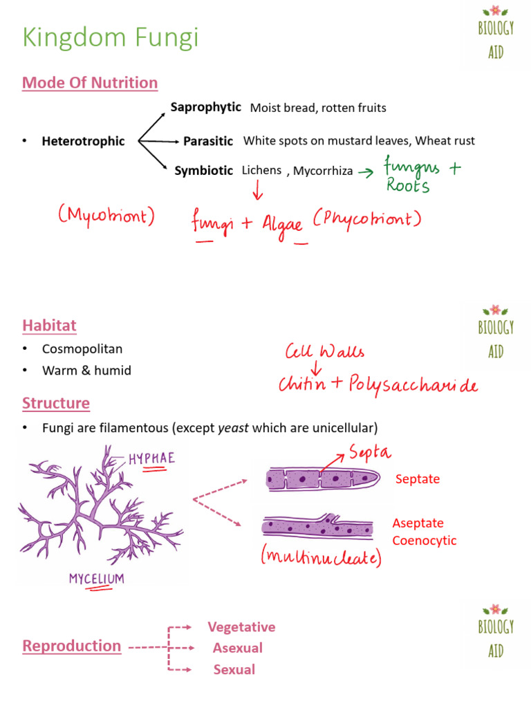 Kingdom Fungi | Download Free PDF | Fungus | Sexual Reproduction