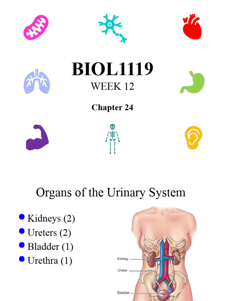 CH 24 Urinary System | PDF | Kidney | Urinary System