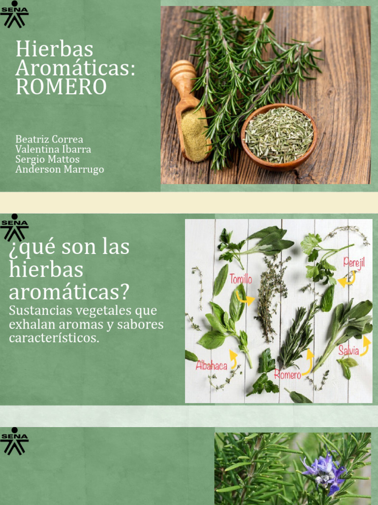 Usos y Beneficios del Romero | PDF