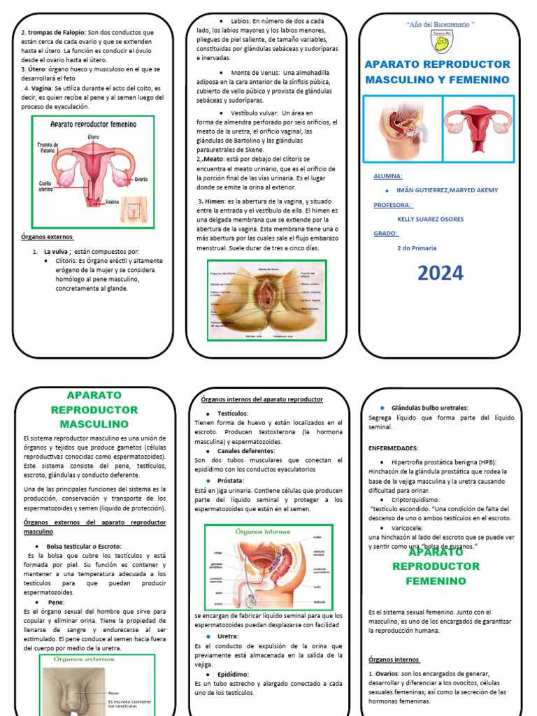 Triptico Aparato Reproductor Femenino y Masculino | PDF | Sistema reproductivo | Labios