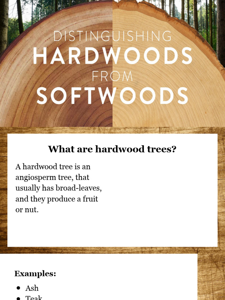 Hardwood vs. Softwood Trees Explained | PDF | Language Arts ...