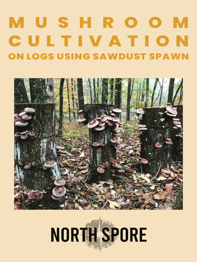 Sawdust Booklet Web | PDF | Soup | Trees