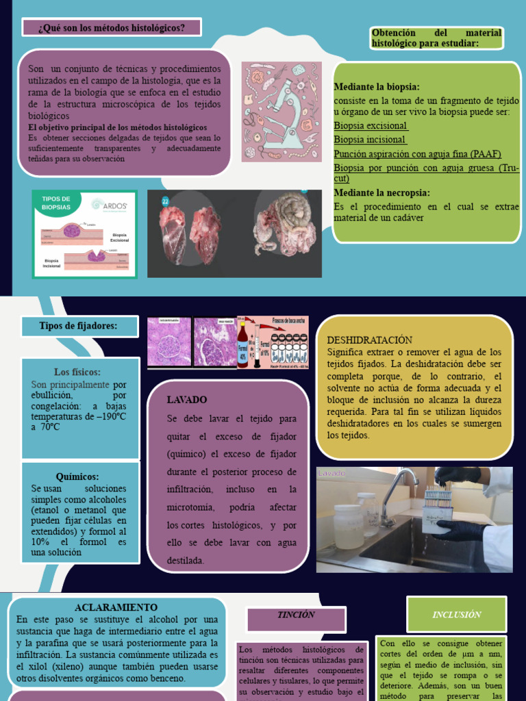 Métodos Histológicos, Análisis Microscópico. Tipos de Microscopios ...
