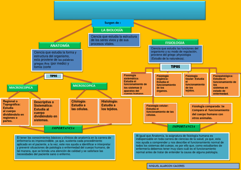 Mapa Anatomia | PDF | Fisiología | Cuerpo humano