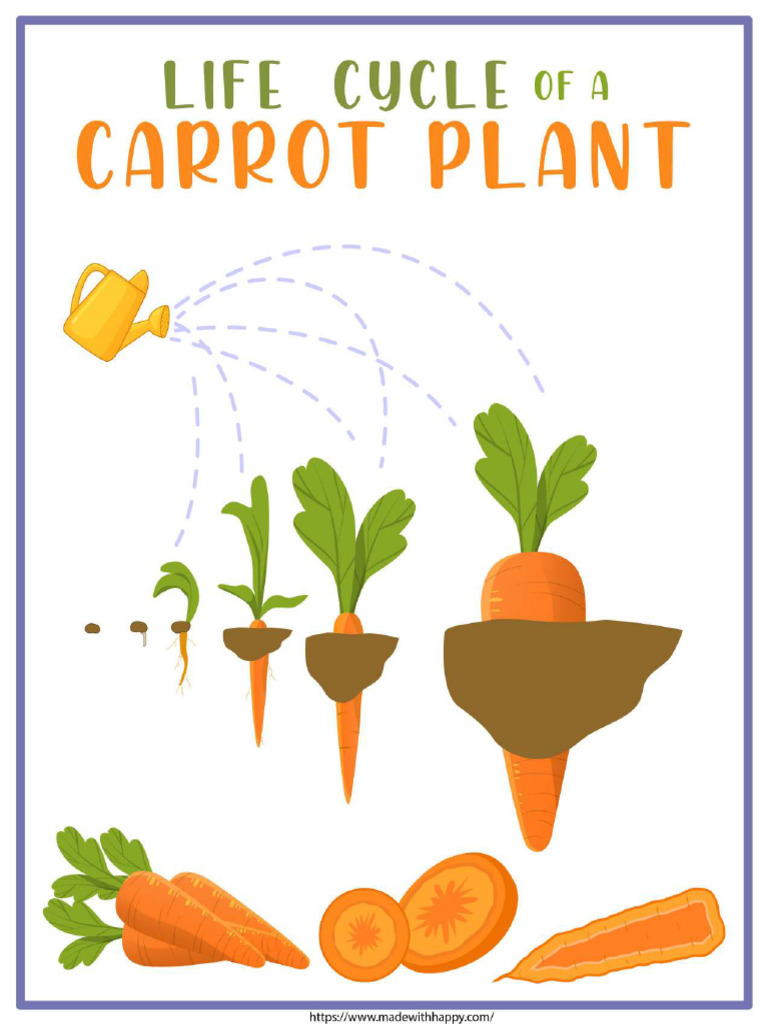 Made With Happy Carrot Life Cycle | PDF